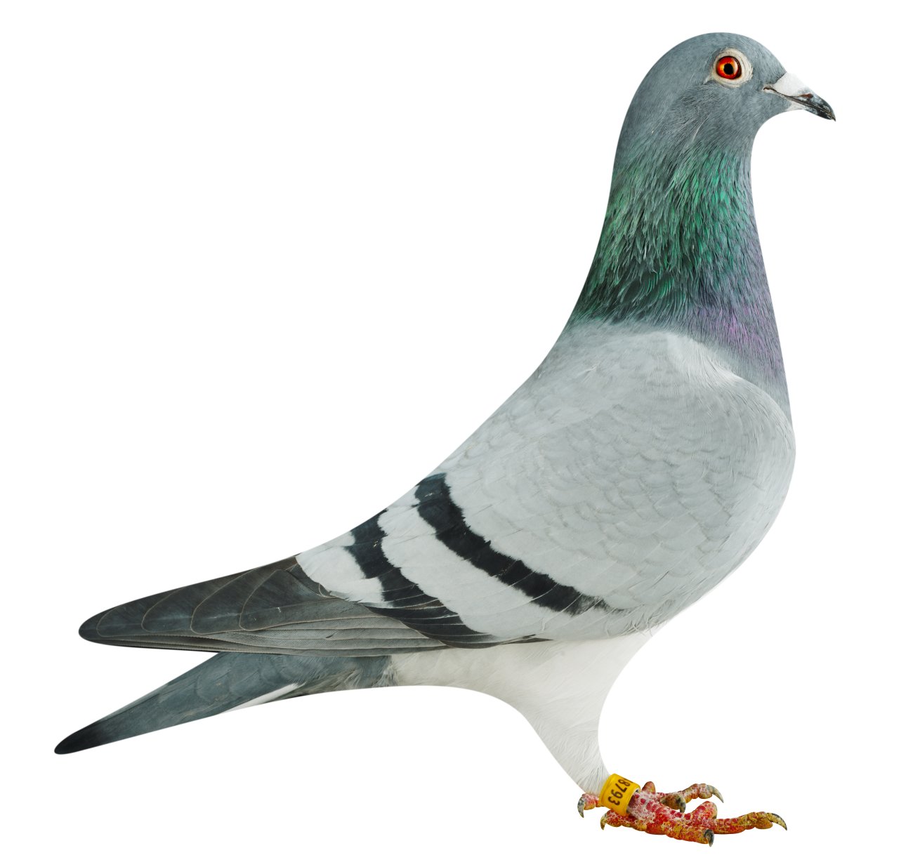 The best all round breed in pigeon racing today! - iNEWS
