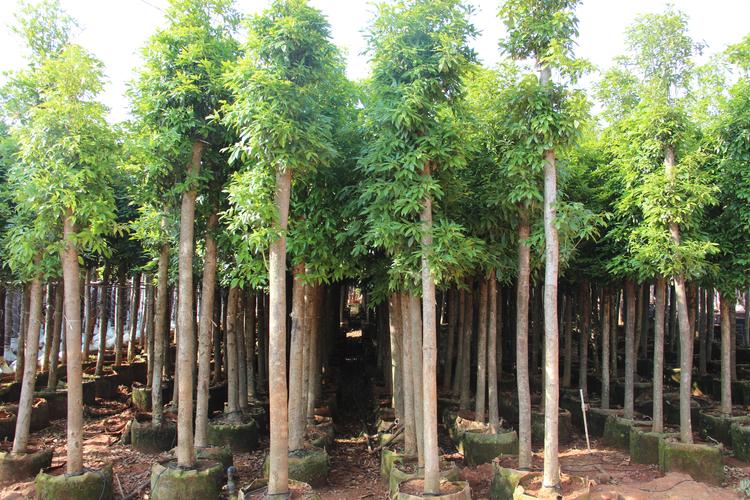 After the golden nanmu becomes a material, it is worth hundreds of ...