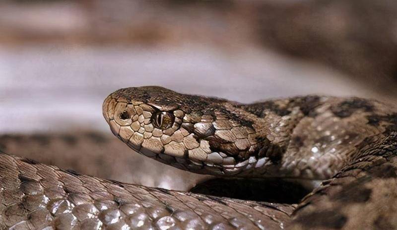 Spring is coming, snakes are going out of their holes, and 4 kinds of ...