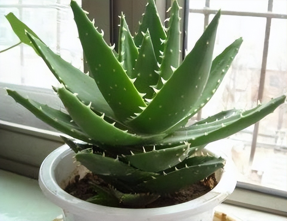 Recognized as the "4 kinds" of the strongest sleep-aiding plants, all ...