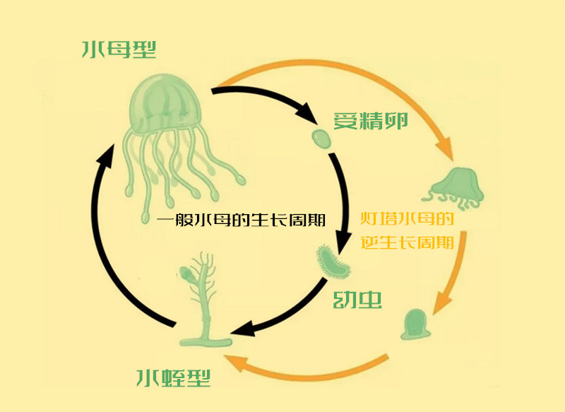 Reborn 10 times in two years!Scientists reveal the immortality ...