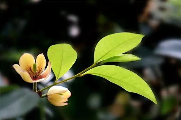 What are the symbolic meanings of the Michelia flower praised by Yang ...