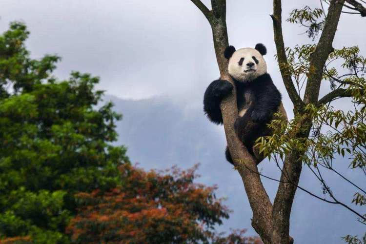Is the panda an ancient mythical beast? - iNEWS