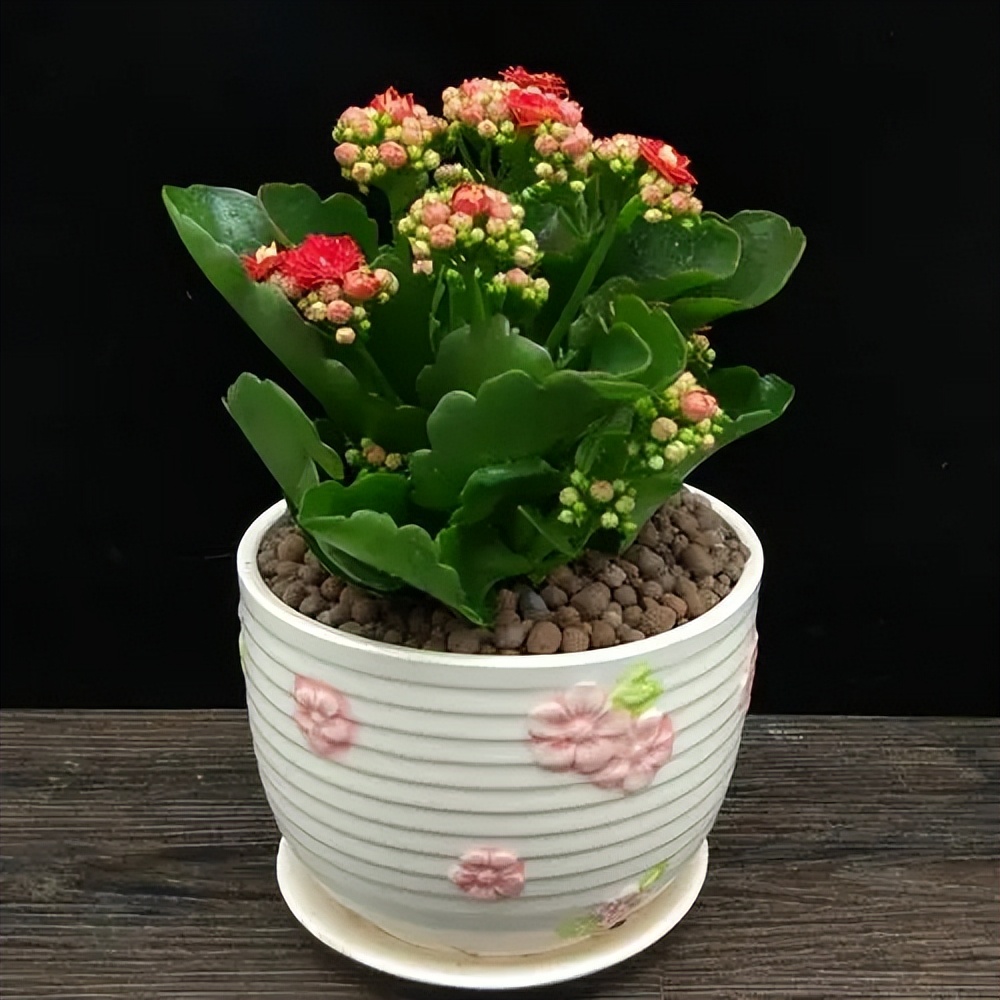 The buds of the beginning of autumn are coming to the fore, the ...