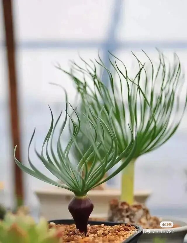 Cute little succulent spring grass, also known as spiral grass ...