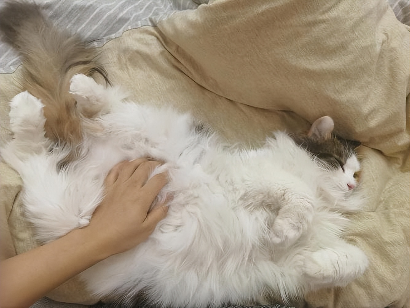 The 6 parts that cats most want to be "touched", is the owner touching ...