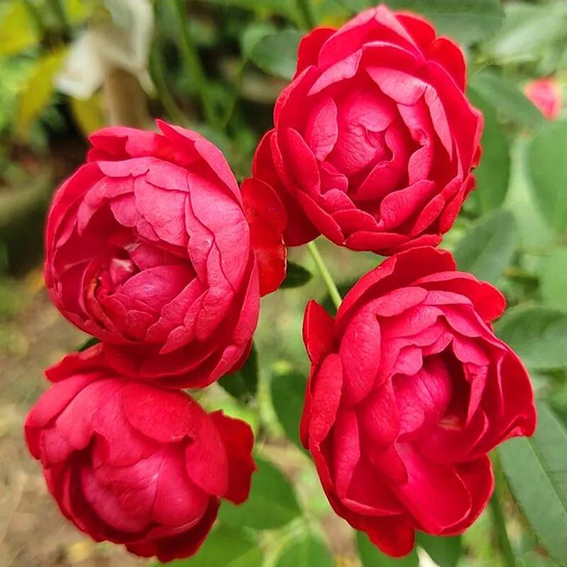 Gorgeous rosewood rose - iNEWS