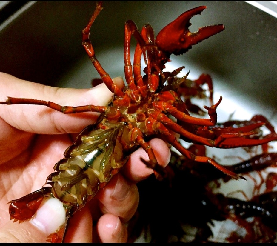 Spicy Crayfish - iMedia