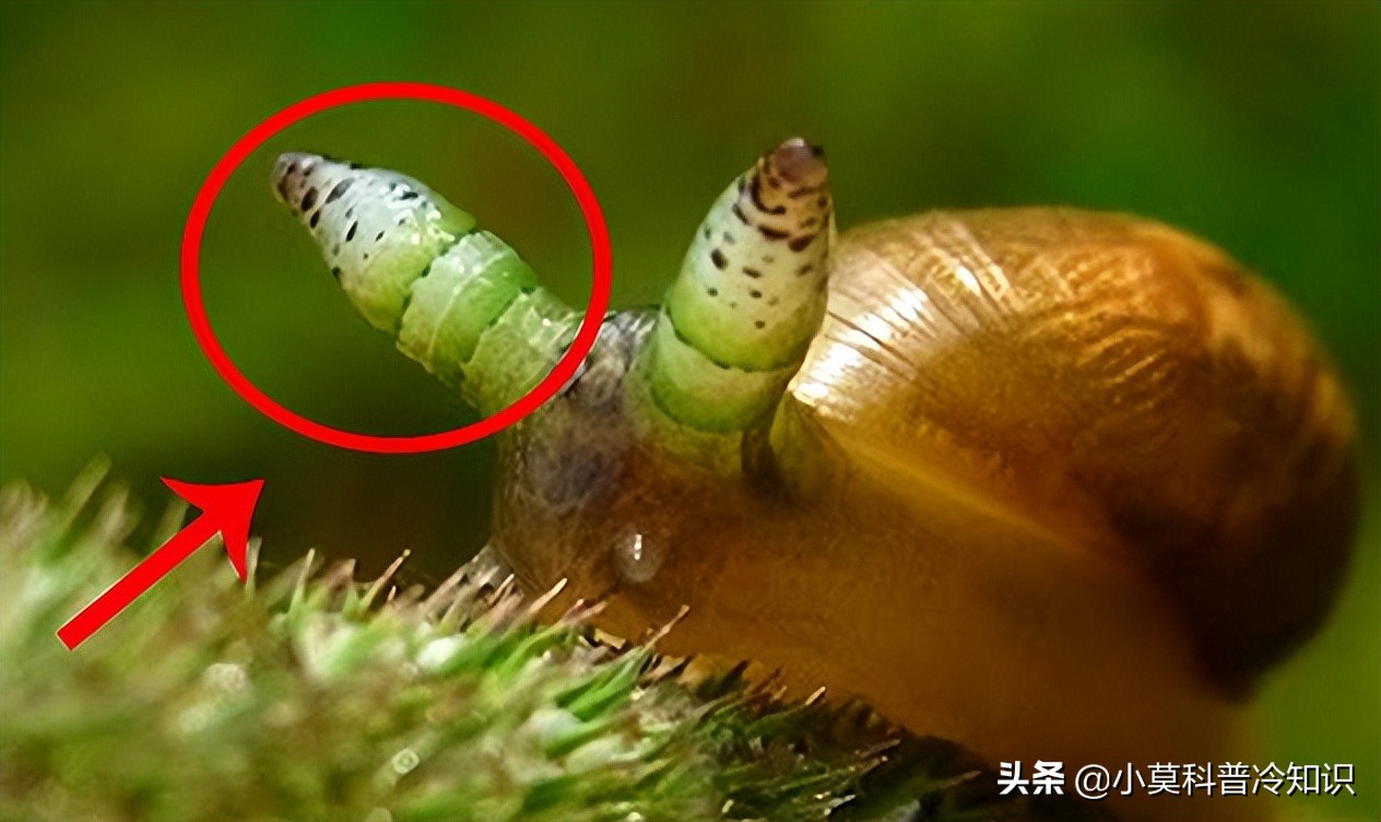 The five most murderous animals in the world, seemingly harmless, are ...