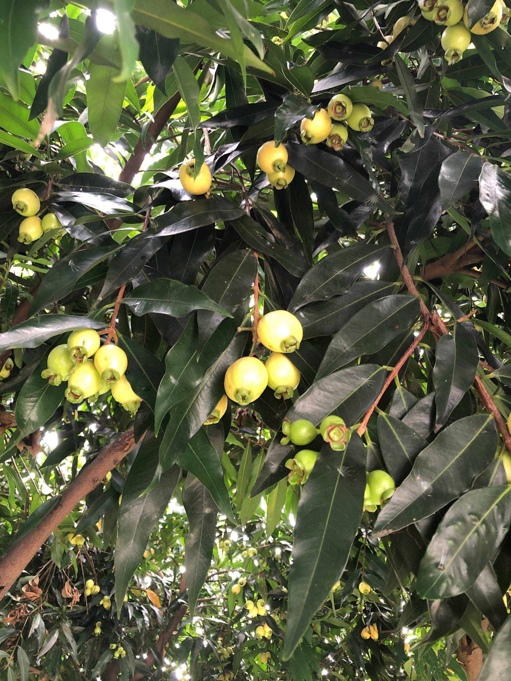 What kind of tree is roseberry - iMedia