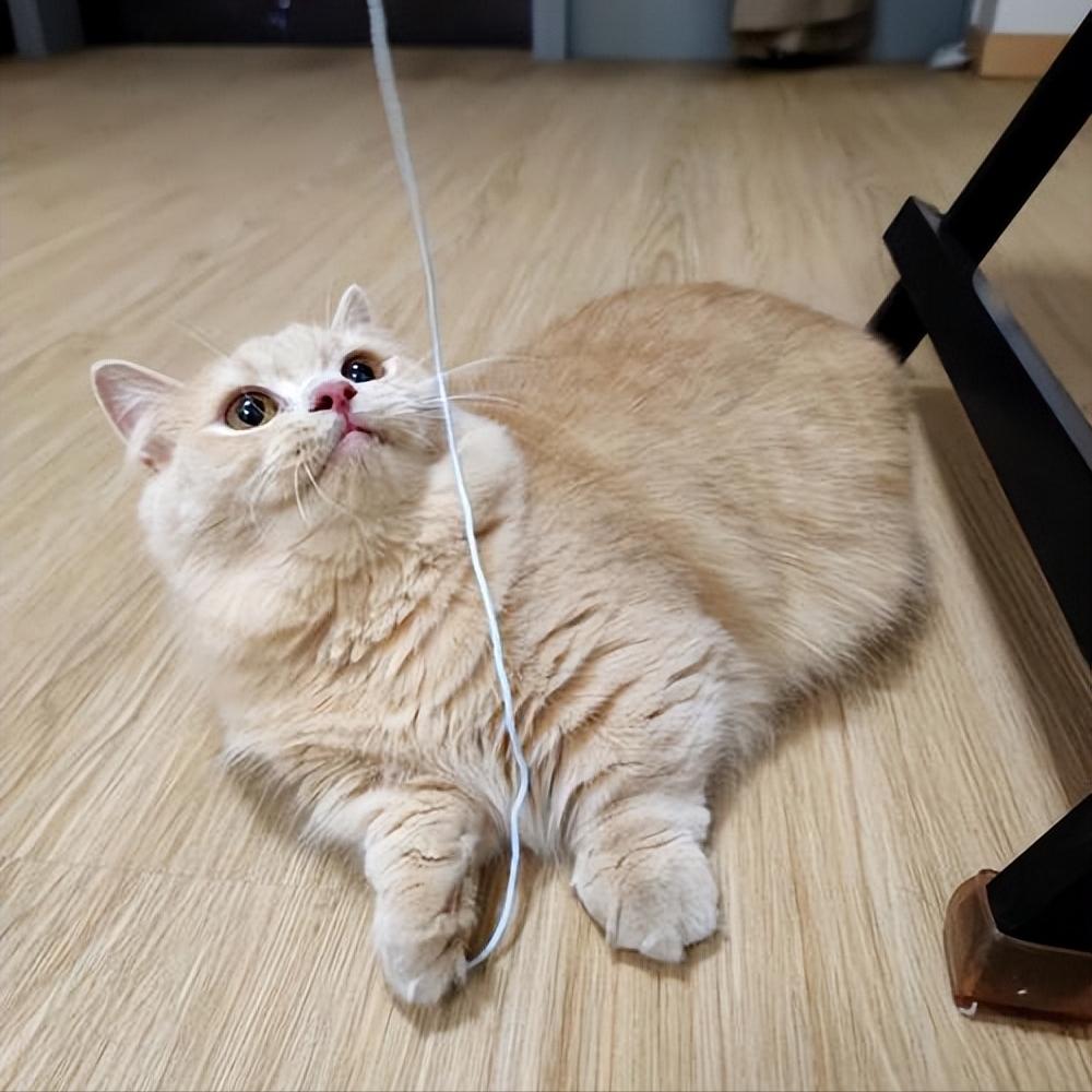 The cute short-legged cat has these "4 major shortcomings", will you ...