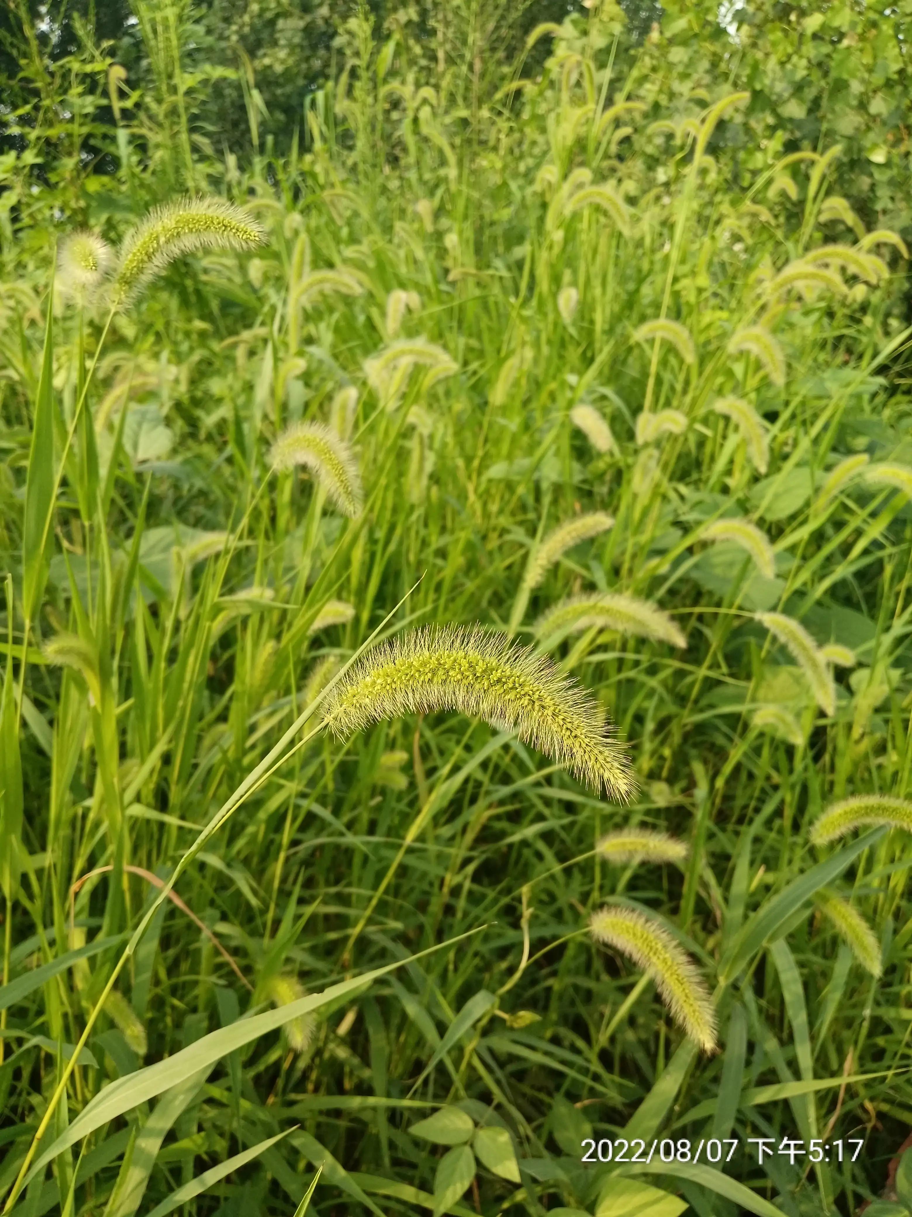 foxtail - iNEWS