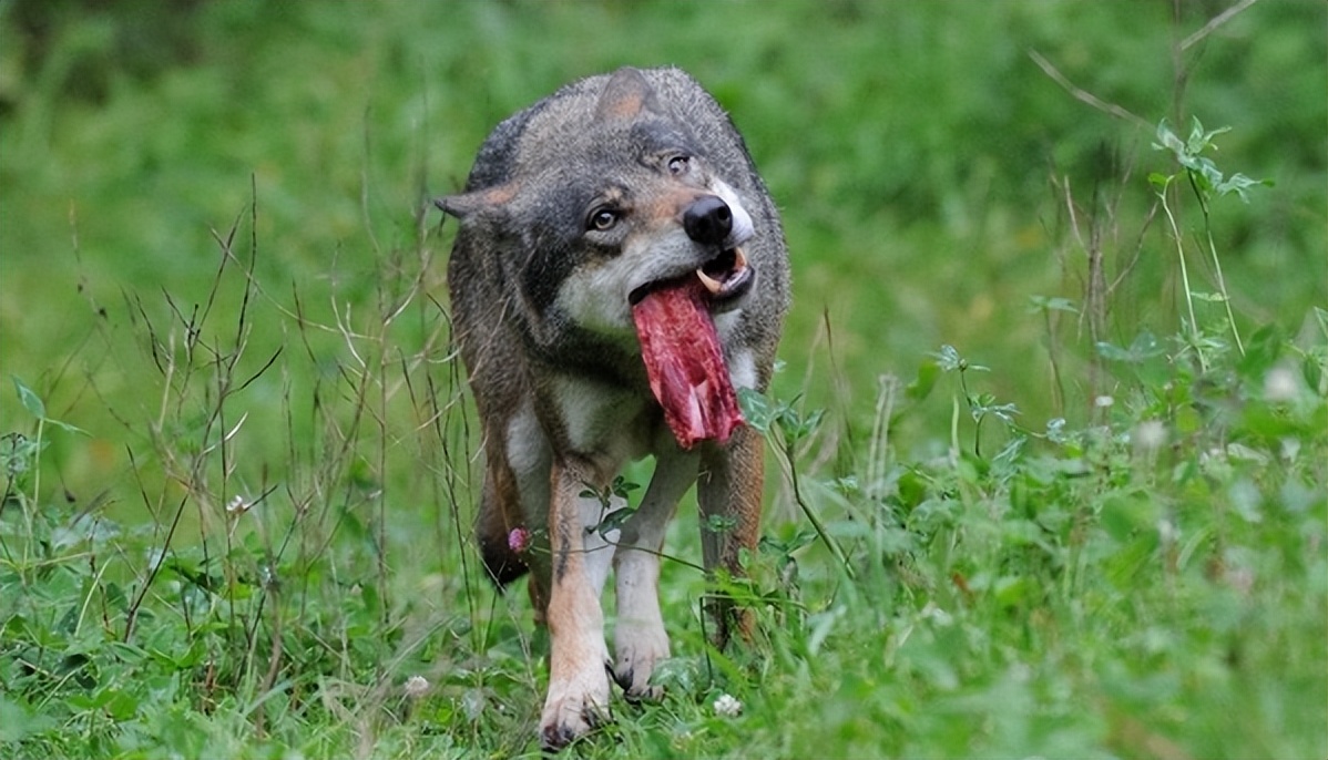 animal predation behavior - iNEWS