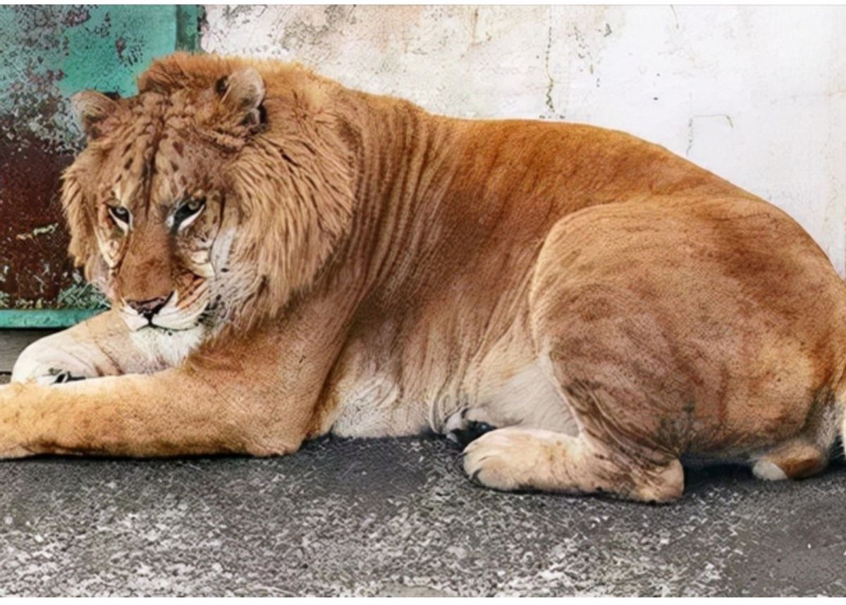 The five fattest animals in nature are born strong, why are they so fat ...