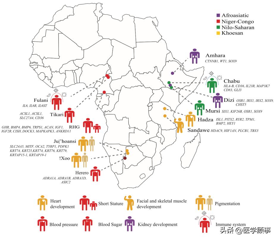 "Cell" cover: New research reveals the complex evolution of African ...