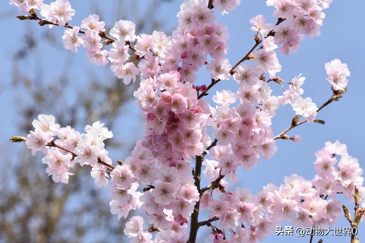 Ambiguous, enigmatic constellations, not showing their true colors ...