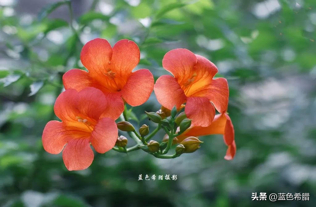 Entering June, the summer flowers are brilliant and bright, collecting ...