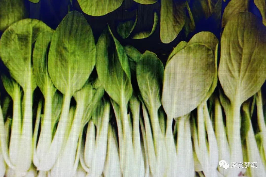 Baoying Food - Small Green Vegetables - iNEWS