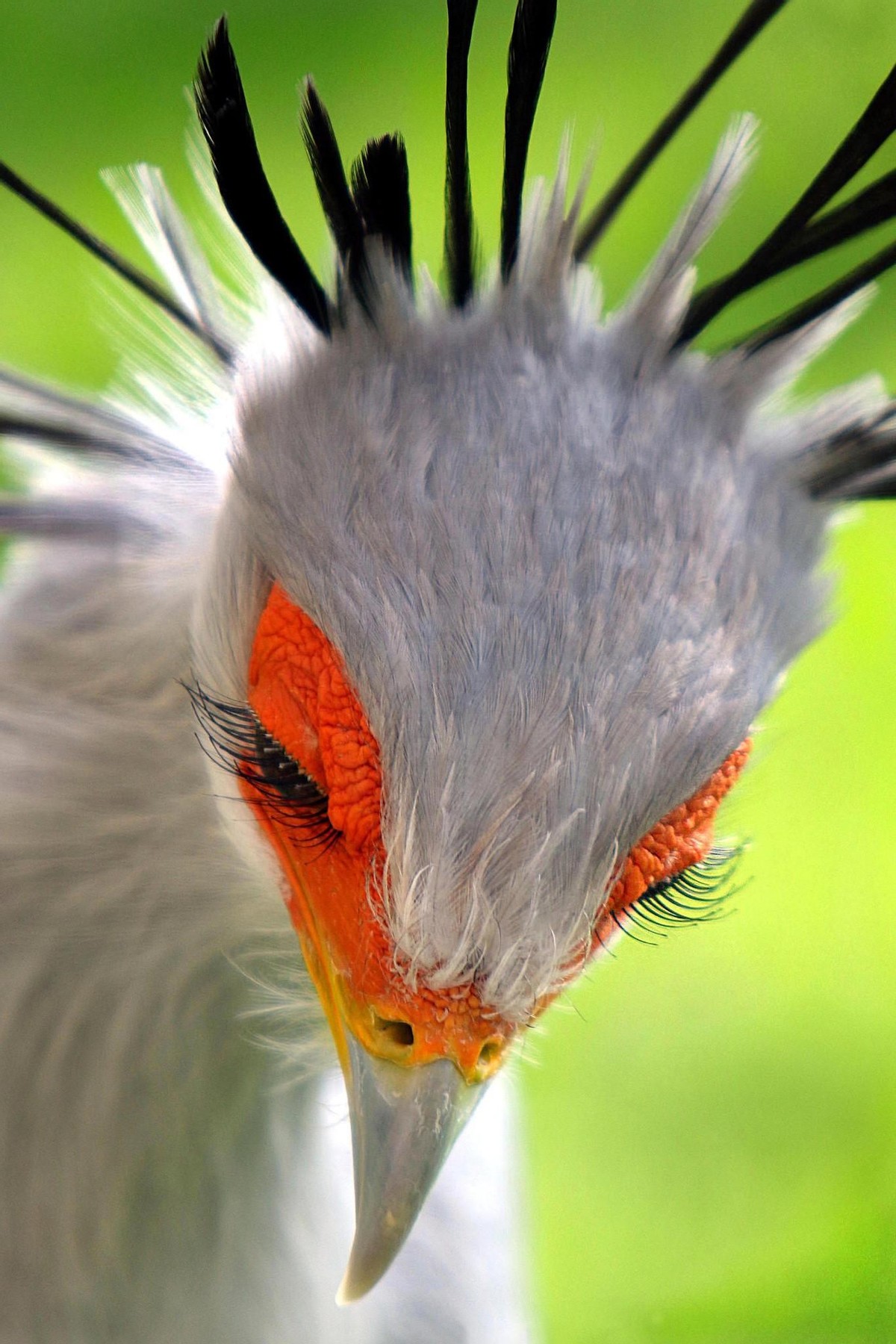 The poisonous snake killer, "Secretary Bird", looks noble and elegant ...