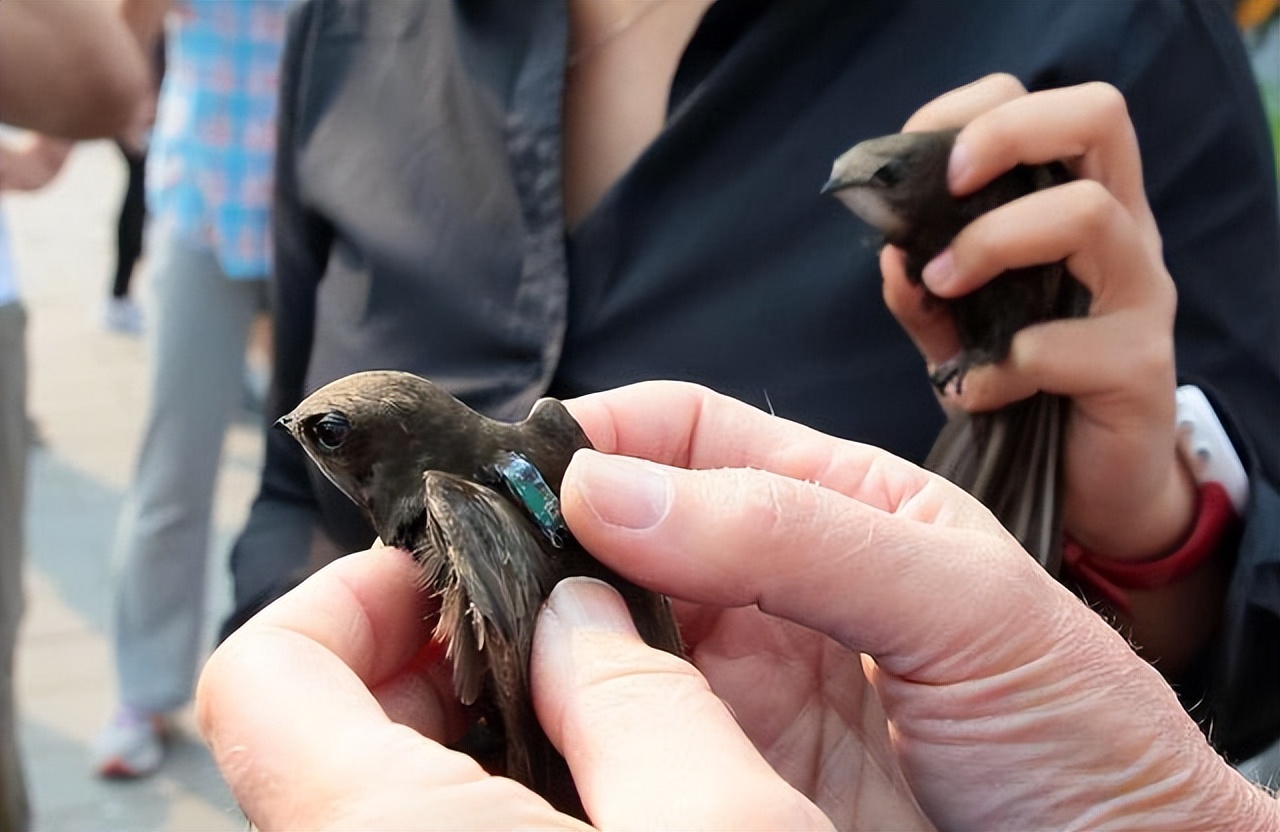 Swallows fly to the south for winter every year, so where is the south ...