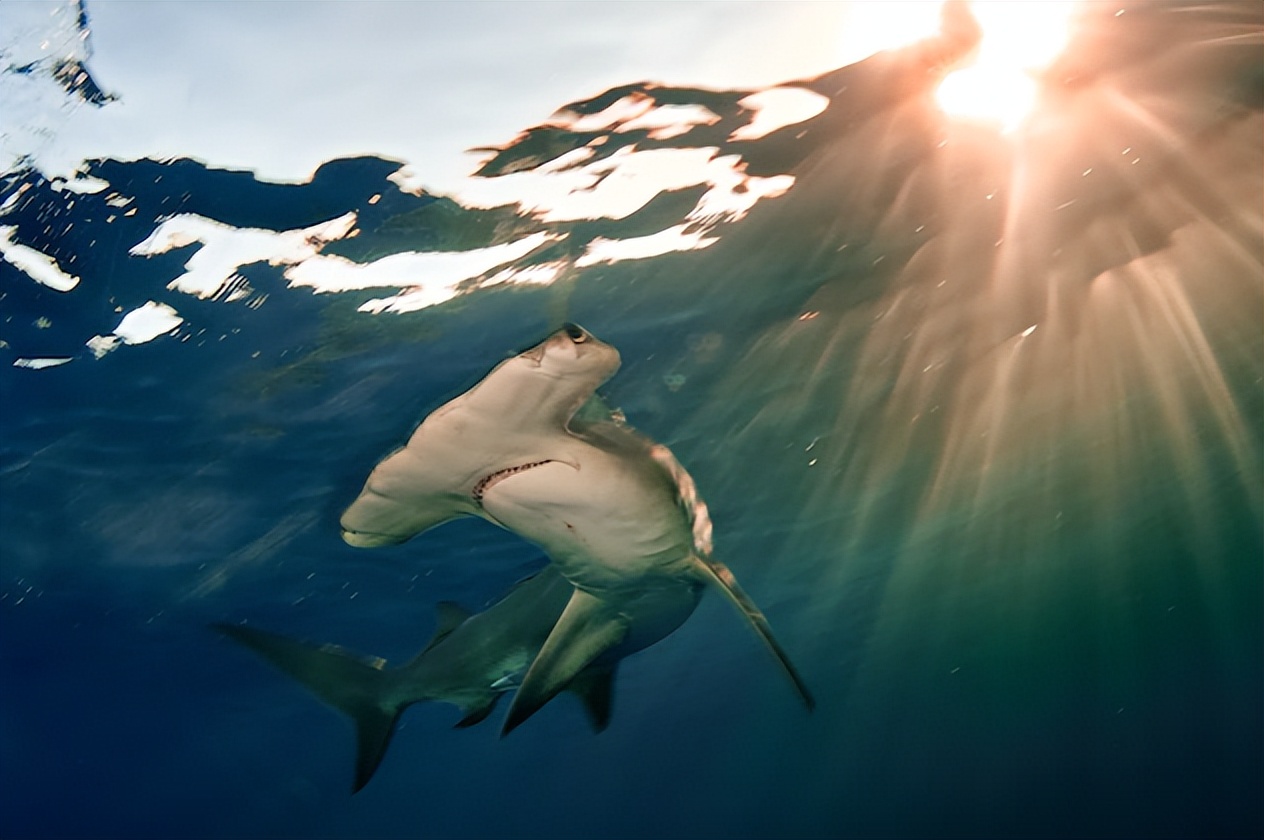 Which of the two largest predatory sharks in the world, the hammerhead ...