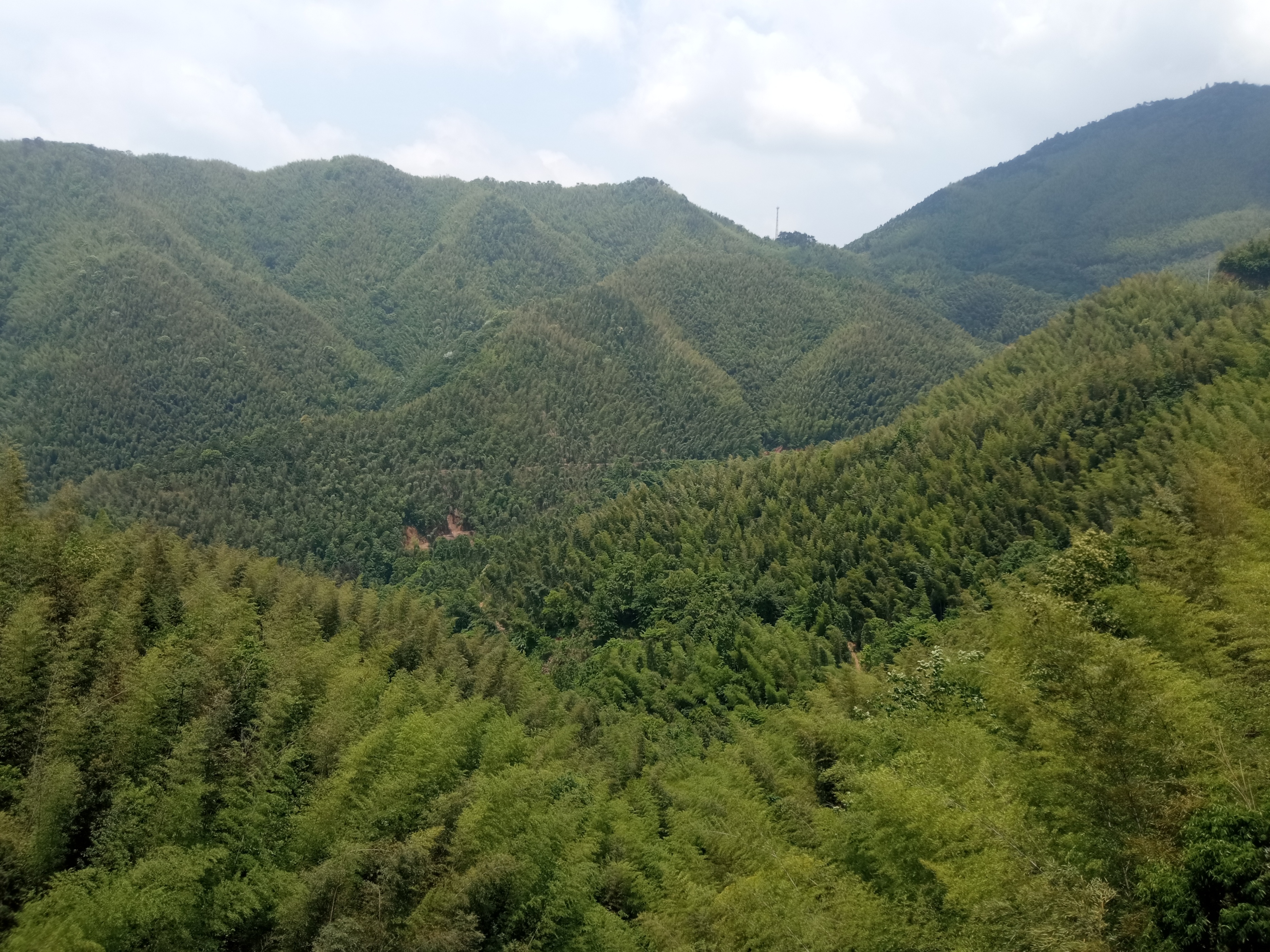 Appreciating azaleas at Dawei Mountain in Liuyang Climbing high and ...