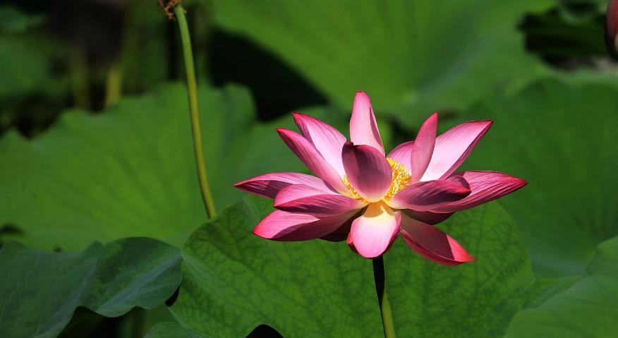 When the lotus is fragrant and the good wind comes, the poems about the ...
