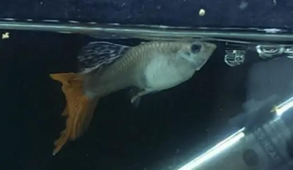 Guppies Series: Treatment of Common Diseases of Guppies (Part 2) - iNEWS