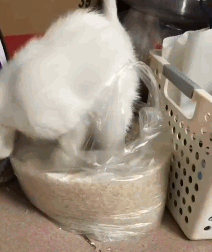 Help!While cooking, I dug out a lump of cat feces from the rice bucket ...