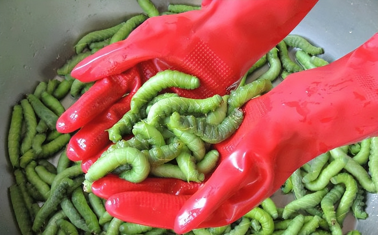 Stir-fried doudan is a delicacy in the world, but have you ever eaten ...