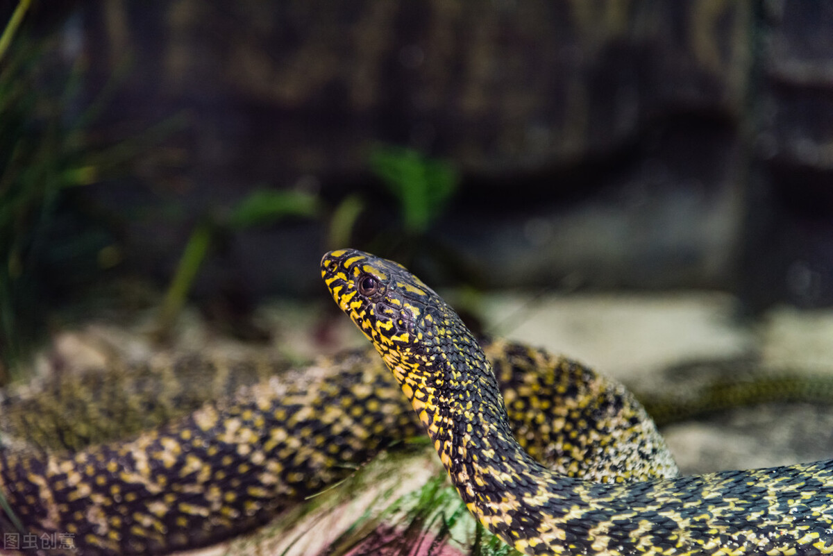 The real version of "greedy snake", a 2-meter cobra spit out a ...