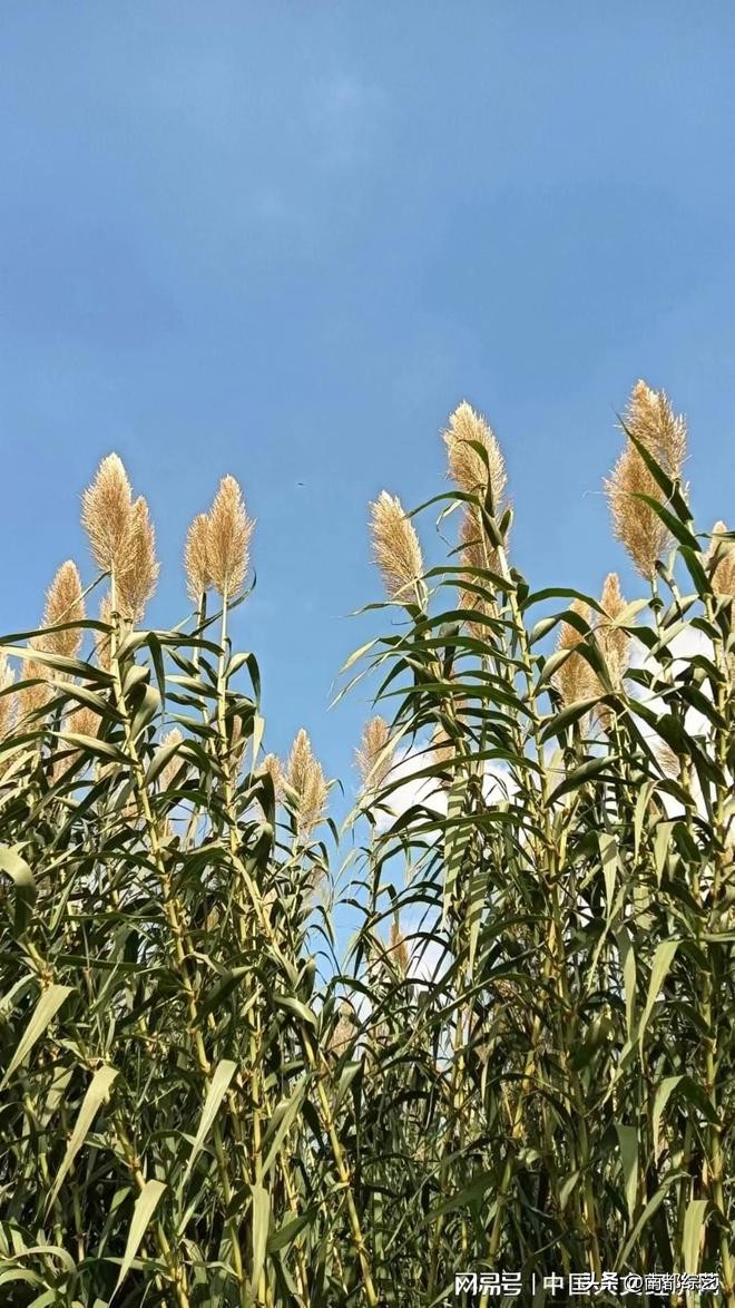 Talking about Flower and Tree Culture 155: The Years of Flying Reed ...