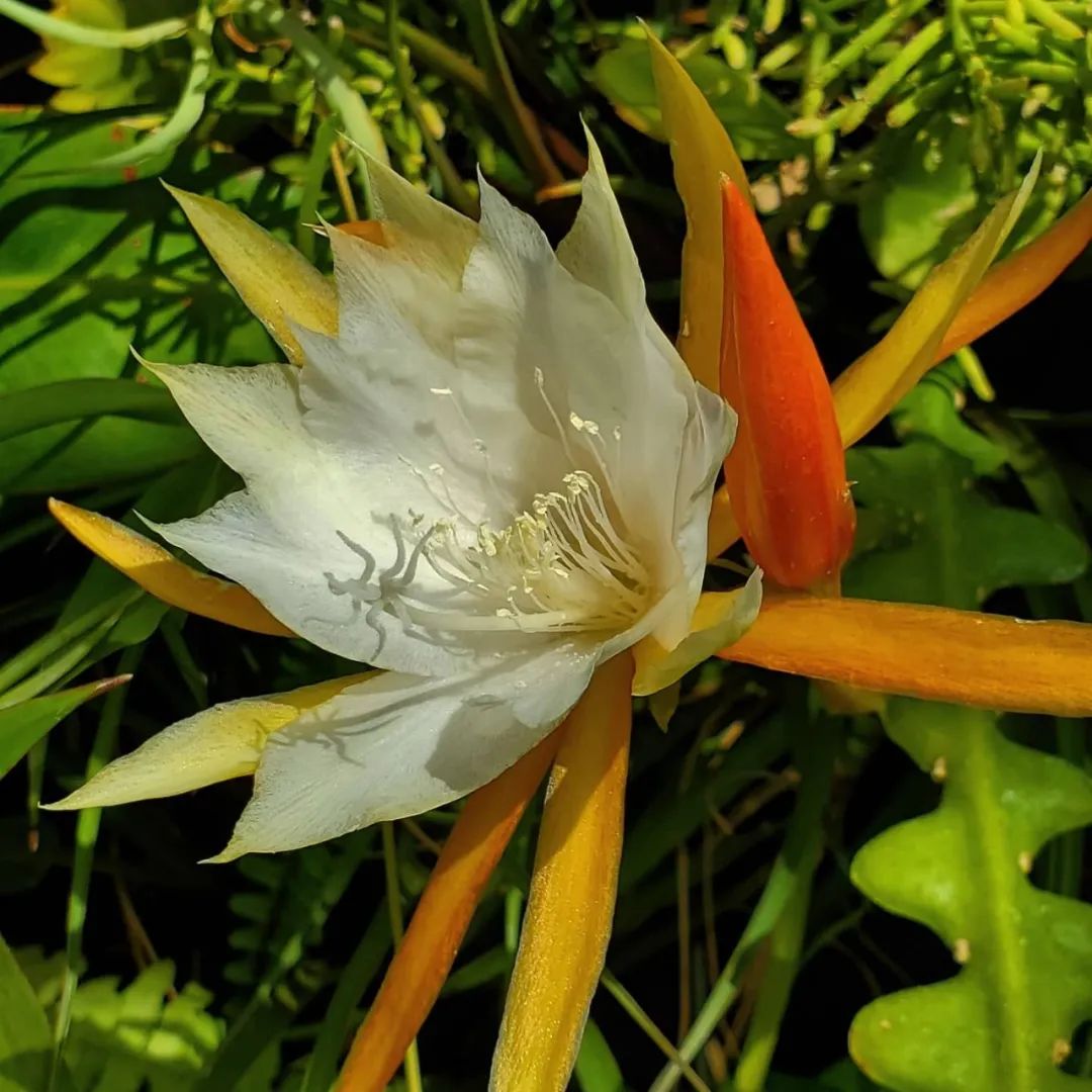 Guide to the maintenance of potted fish bone arrows, master these ...