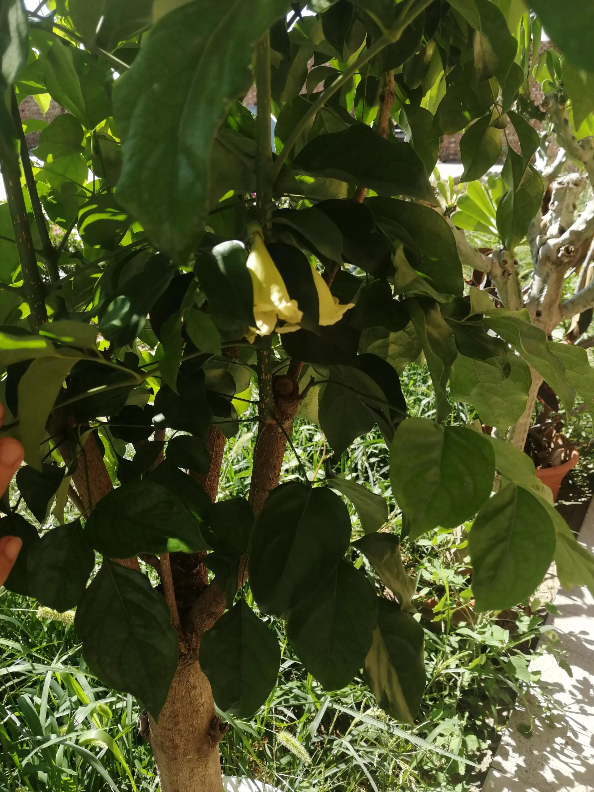 The tree of happiness is blooming - iNEWS