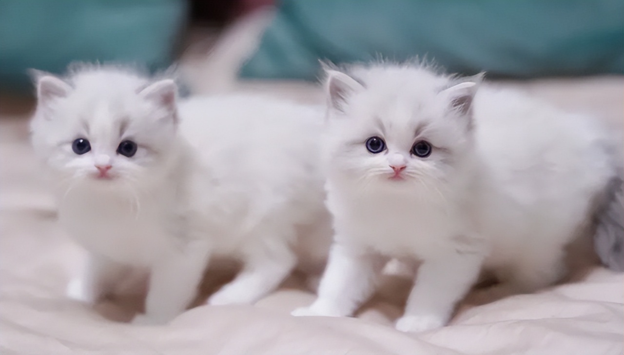 A guide to feeding puppet kittens that novices can do well! - iMedia