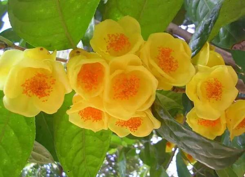 This flower is gradually "disappearing", the whole body is golden, the ...