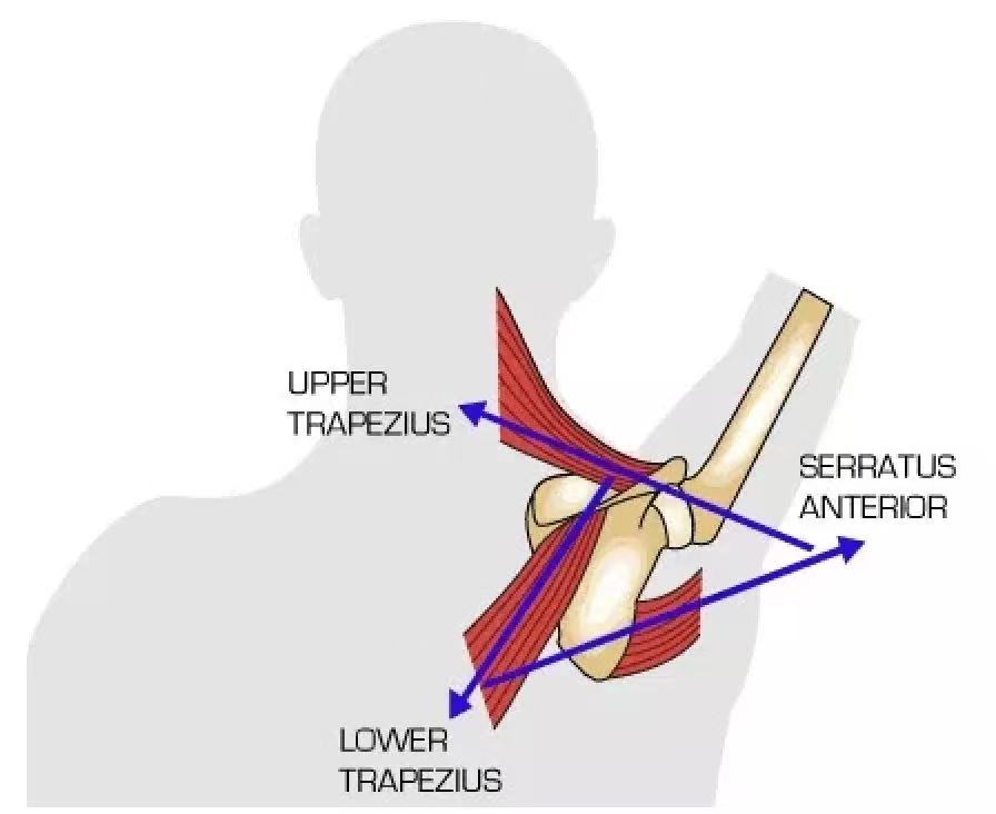 Winged shoulder, acromion impingement?Scapular Stabilizers You Shouldn ...
