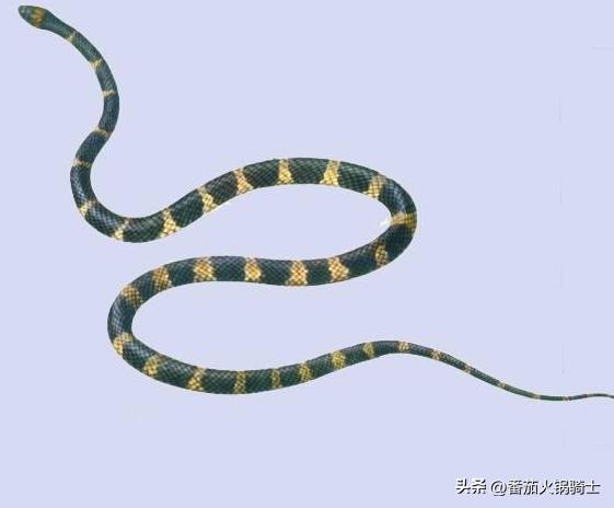 What kind of snake is the Sindhi krait?Why did it replace the krait as ...