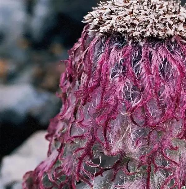 Jellyfish Snow Rabbit is neither a jellyfish nor a rabbit? - iNEWS