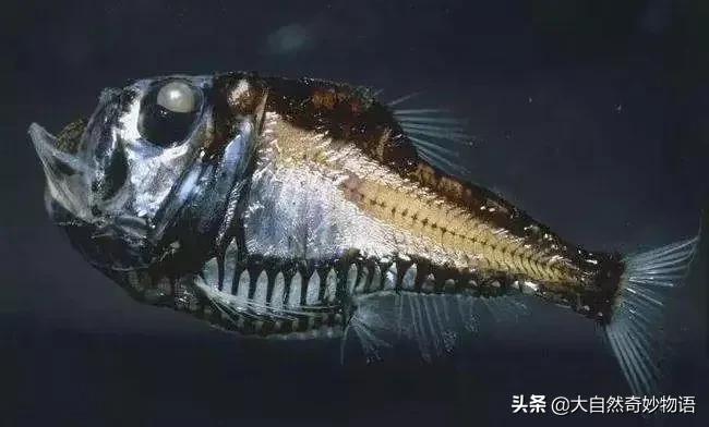 Axefish: Member of the Axe Gang - iNEWS
