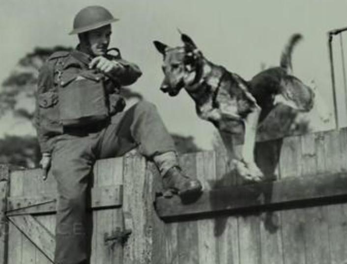 Military dog Werner: Witnessing the murder of the owner, and ...
