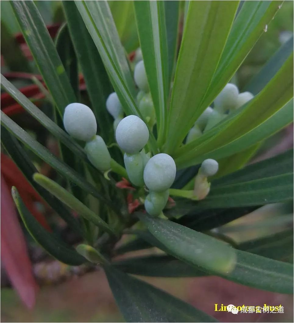 80% of people don't know what the fruit of Luo Han Song looks like - iNEWS