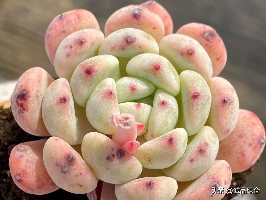 The secret to controlling the growth of succulents will make your flesh ...