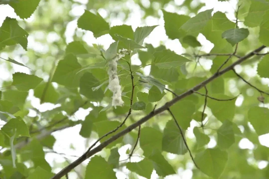 DANGER DANGER DANGER! Beware of this stuff in the air in Chengdu - iNEWS