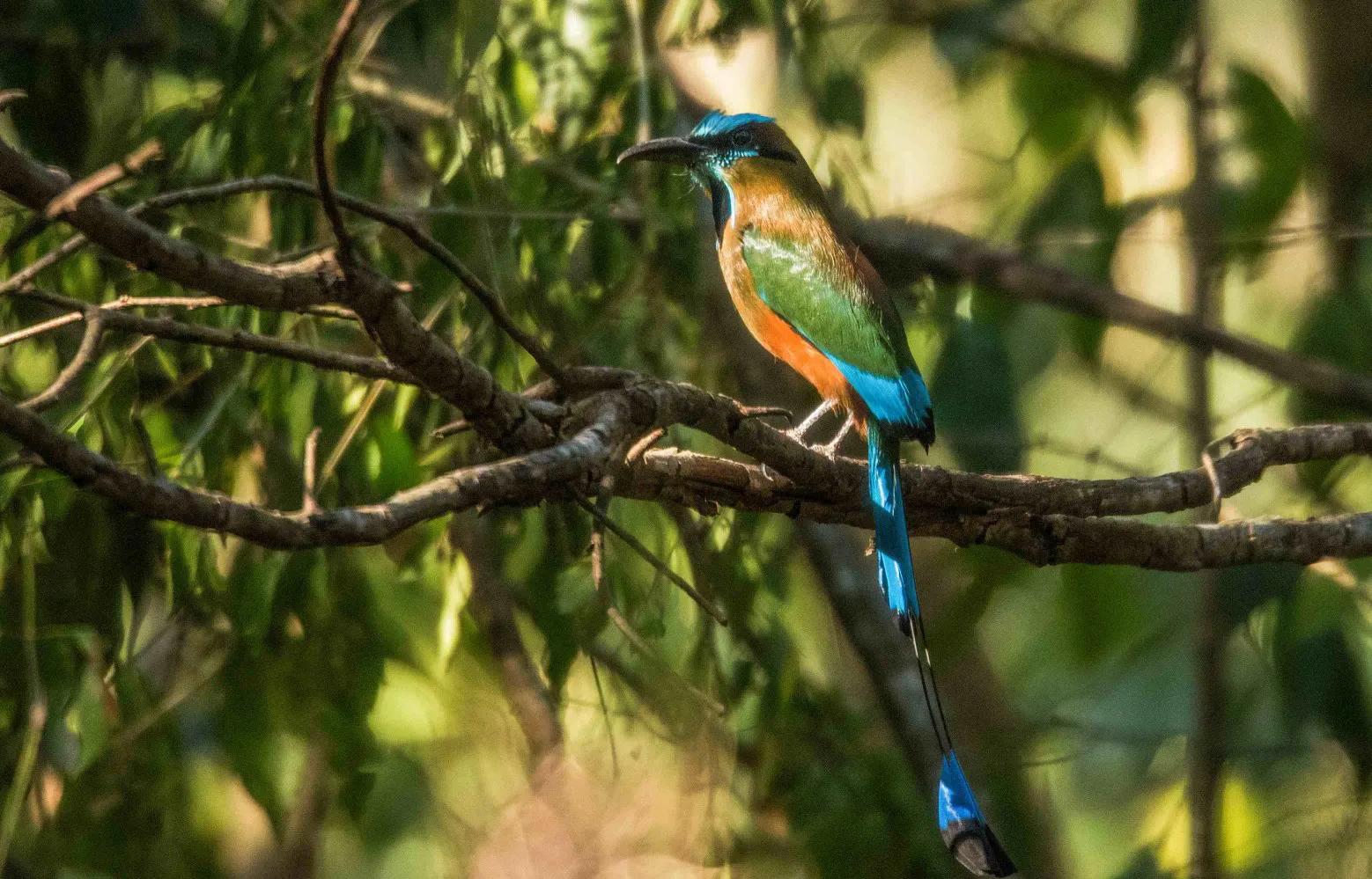 The beauty of nature: the blue-topped emerald bird - iMedia