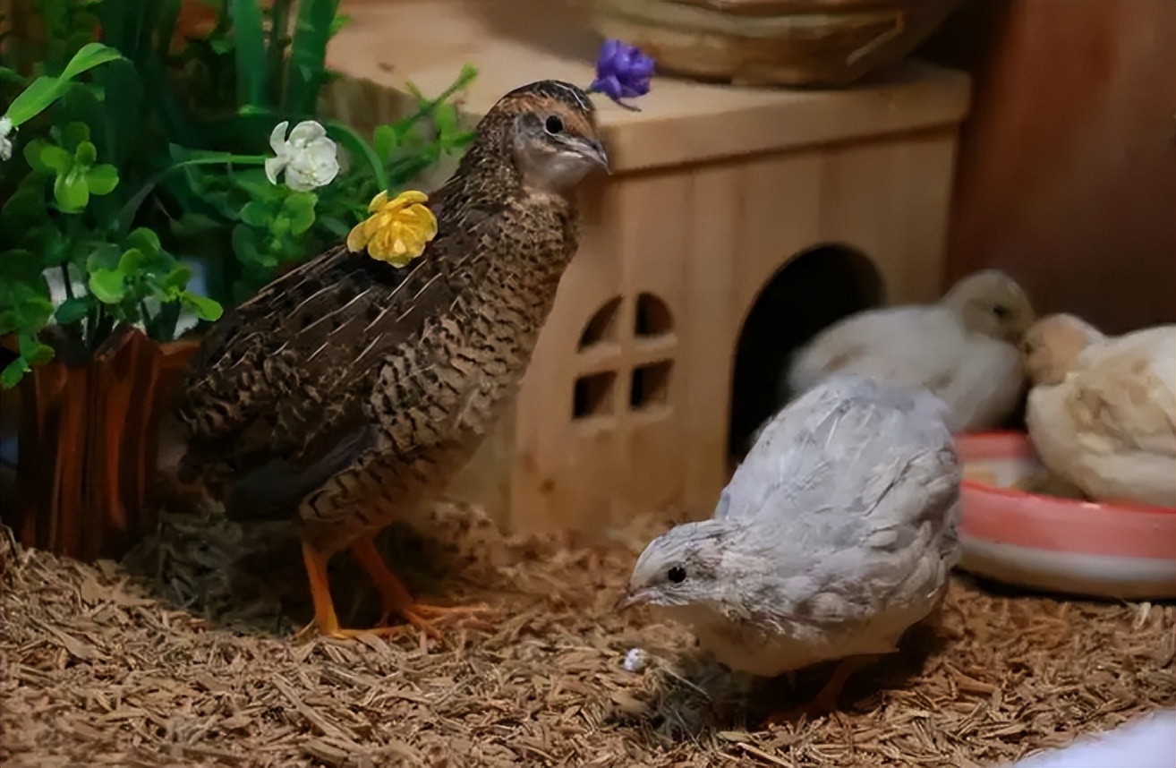 The world's smallest chicken is hotly debated, netizens: The cute ...