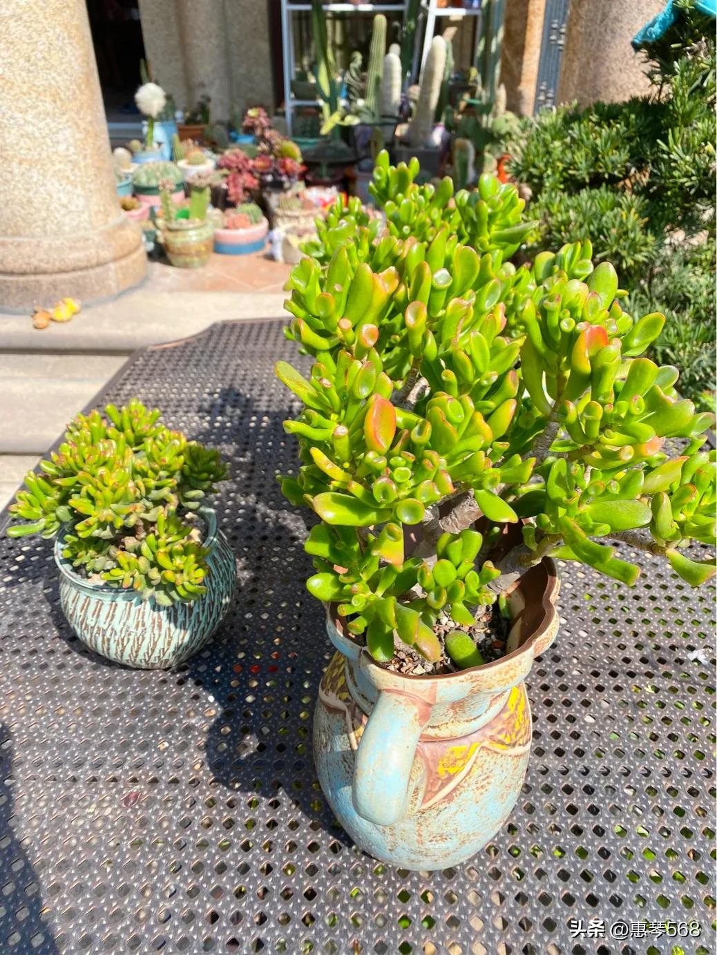 spring money tree - iNEWS