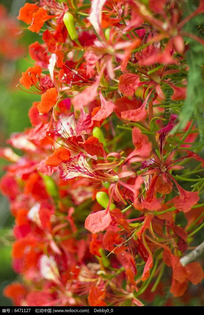 Sharing beautiful photos: Strings of flowers are red like fire, each ...