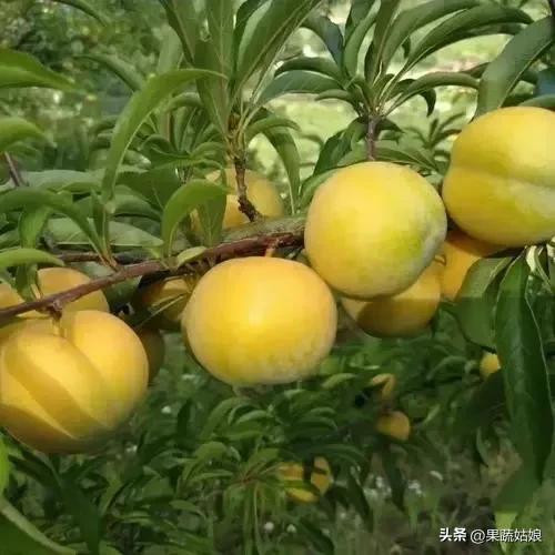 The ten most delicious plums in China, juicy, crispy and sweet, which ...