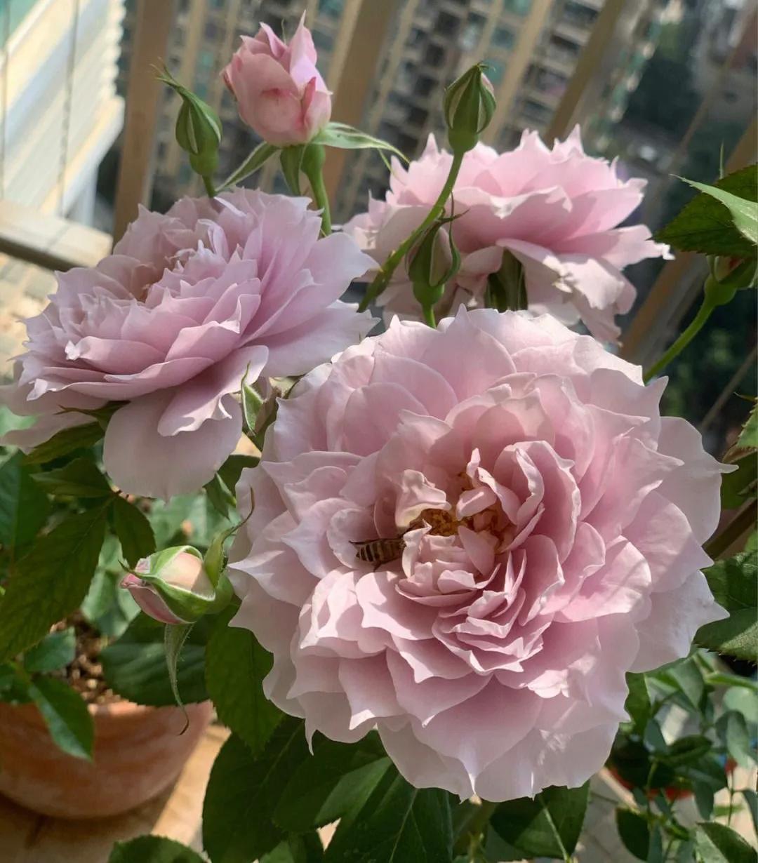 Sharing rose varieties - magic purple rose - iNEWS
